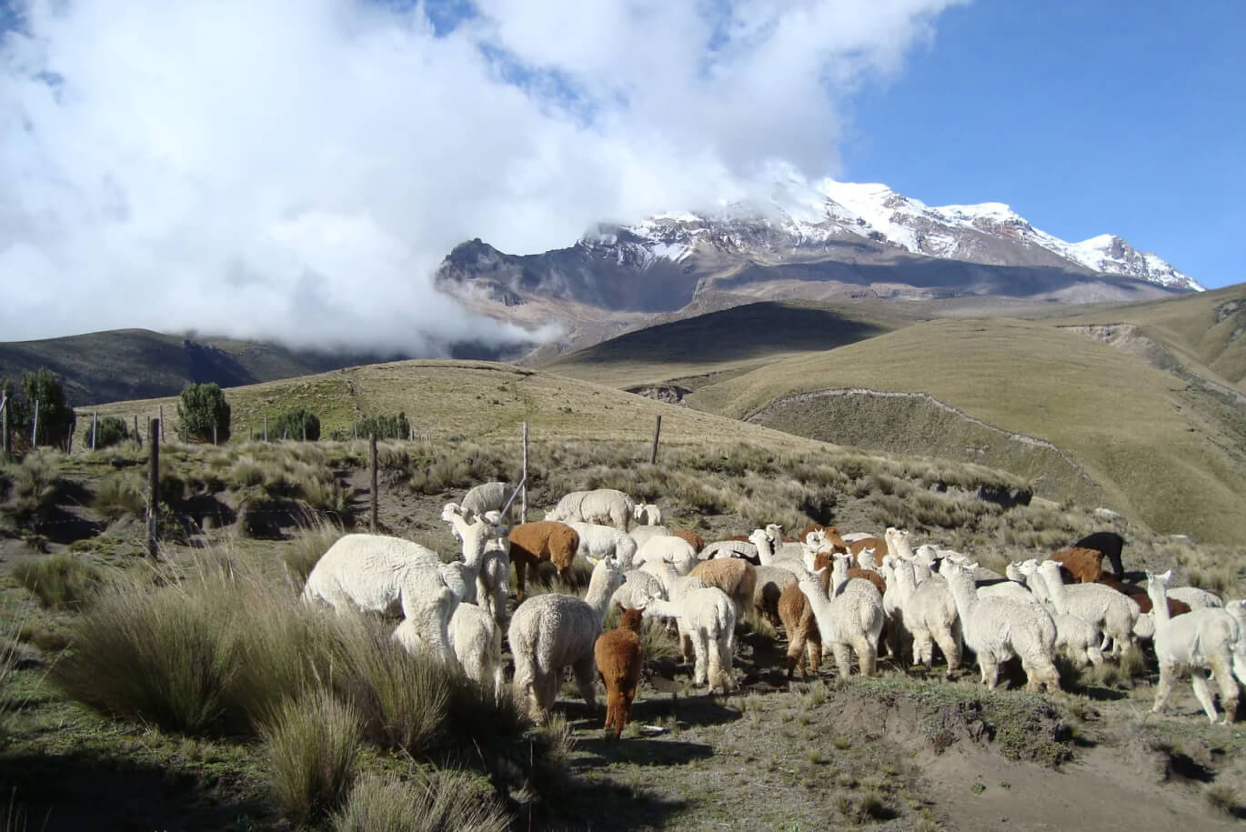 Was fressen Alpakas? I Alpakin Blog