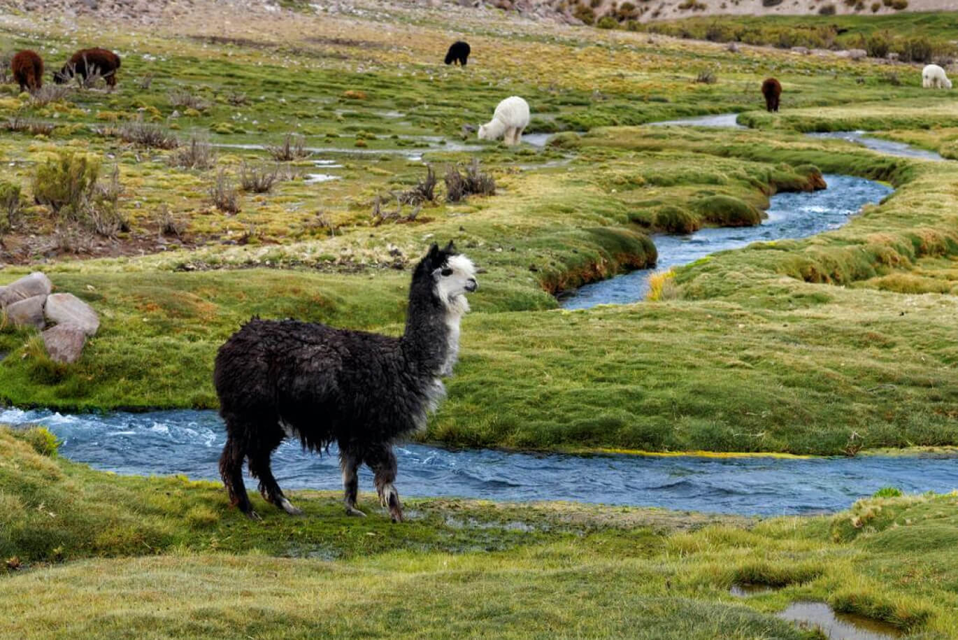 Huacaya Alpaka im Portrait I Alpakin Blog