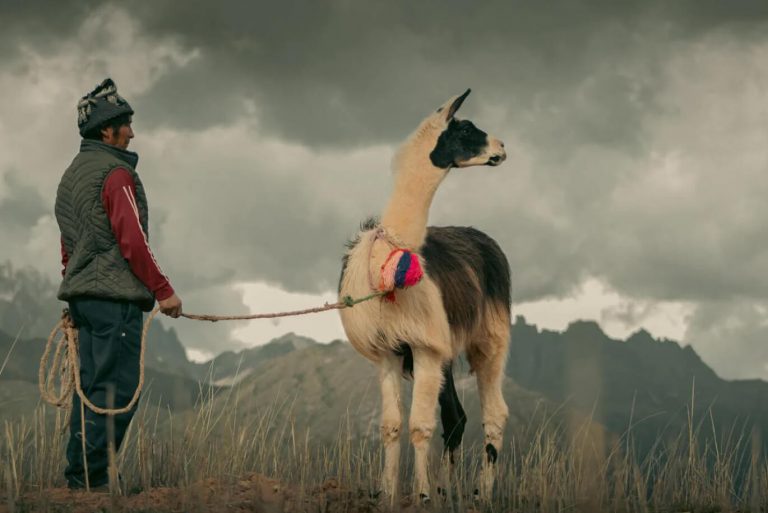 Unterschiede Lama und Alpaka I Alpakin Blog